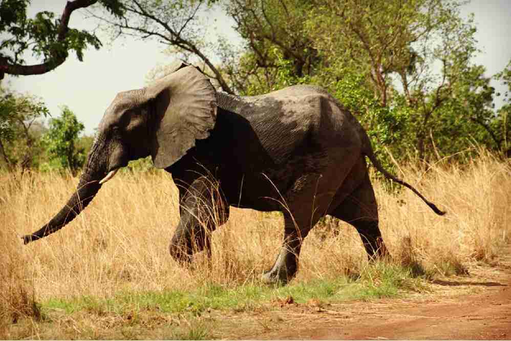 Visiting Arli, National Park since 1954 - Heart Of Africa Expedition