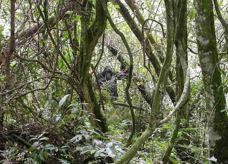 Where to stay at Bwindi Impenetrable National Park - Heart Of Africa ...